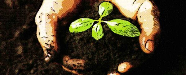 Clasificación de plantas terrestres