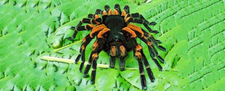 Diez insectos de los que cuidarse en el jardín de tu hogar