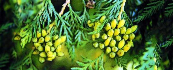 Thuja occidentalis en homeopatía: ¿qué es y para qué sirve?